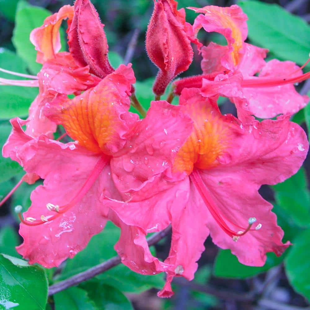 Gardens Alive! 3 Gal. Pot, Girard Rene Pink Azalea Shrub Flowering ...