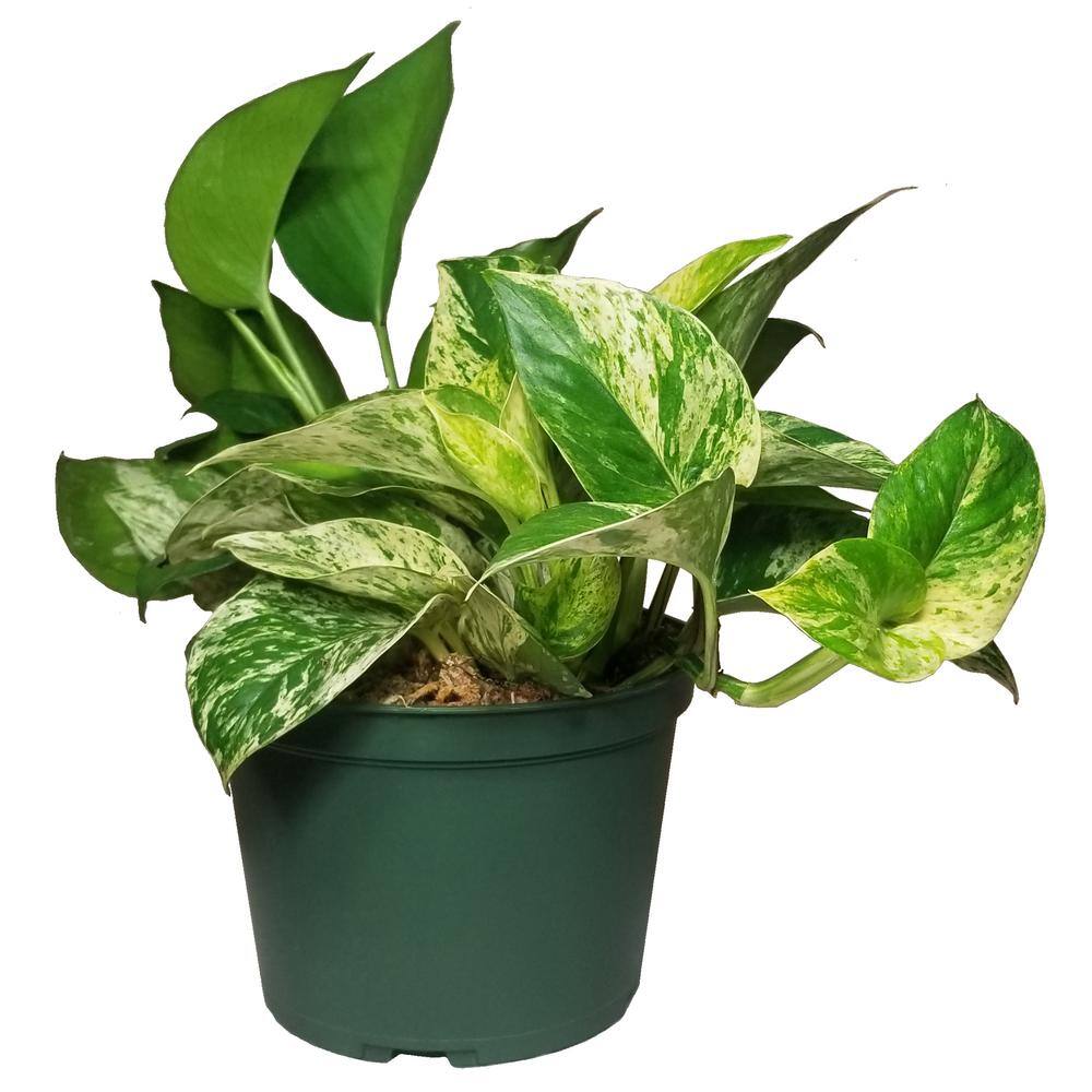 Pothos Plant in 6 in. Grower Pot PotMar006 - The Home Depot