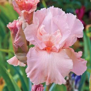 Spring Hill Nurseries Magical Encounter Reblooming Bearded Iris, Bare ...