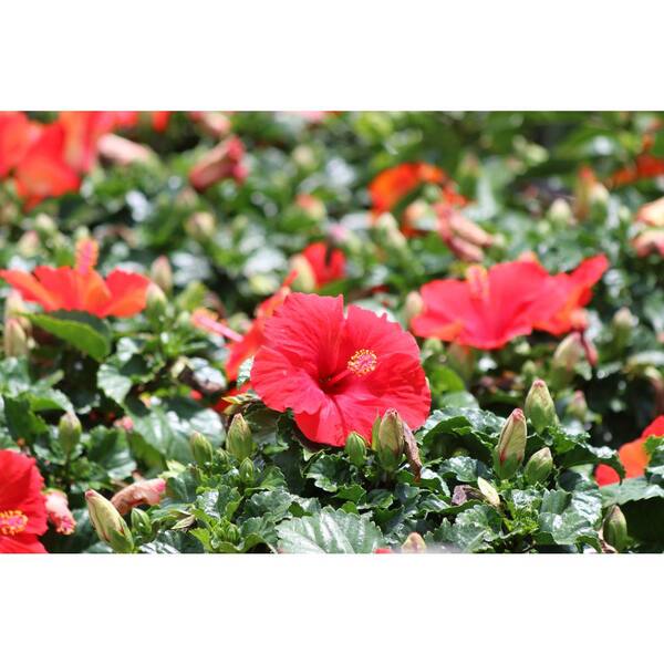 Costa Farms Red Premium Hibiscus Tropical Live Outdoor Plant in 1 Qt ...