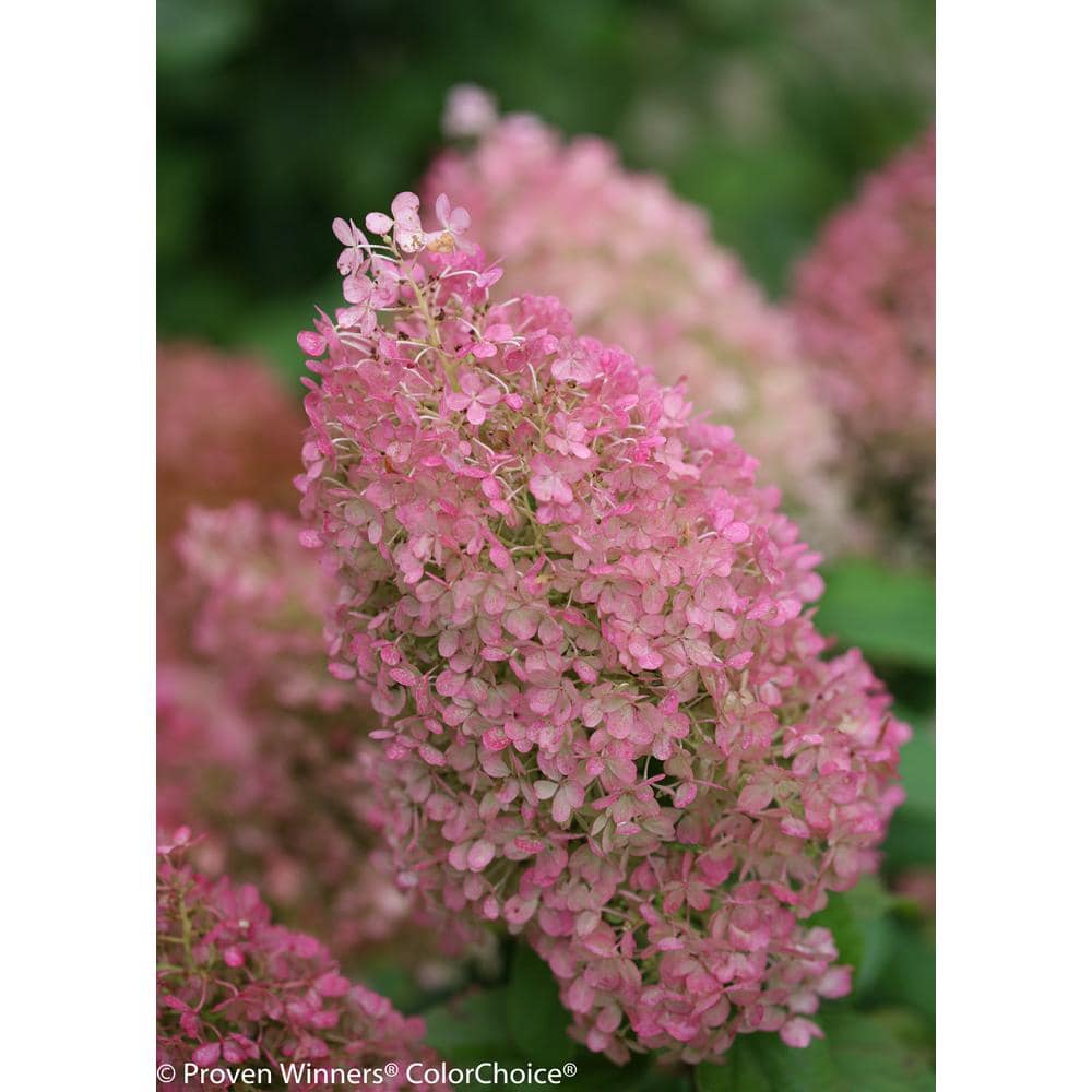 1 Gal. Bobo Hardy Hydrangea (Paniculata) Live Shrub, White to Pink ...