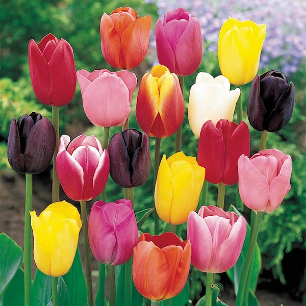 Van Bourgondien Spring Flowering Tulip Bulbs Mixture (35-Pack) 76207 ...