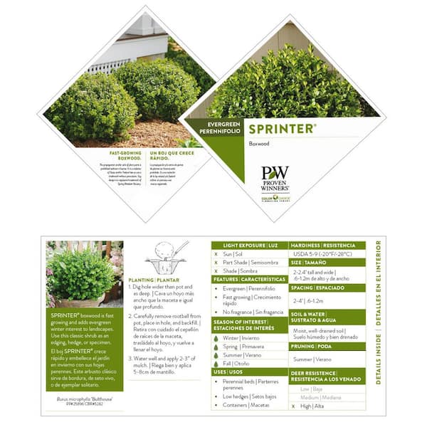 PROVEN WINNERS 2 Gal. Sprinter Boxwood Shrub with Glossy Evergreen ...