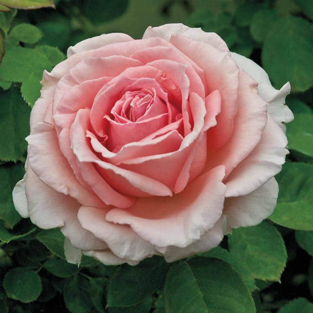 Spring Hill Nurseries Pink Flowers Pearly Gates Climbing Rose Live ...