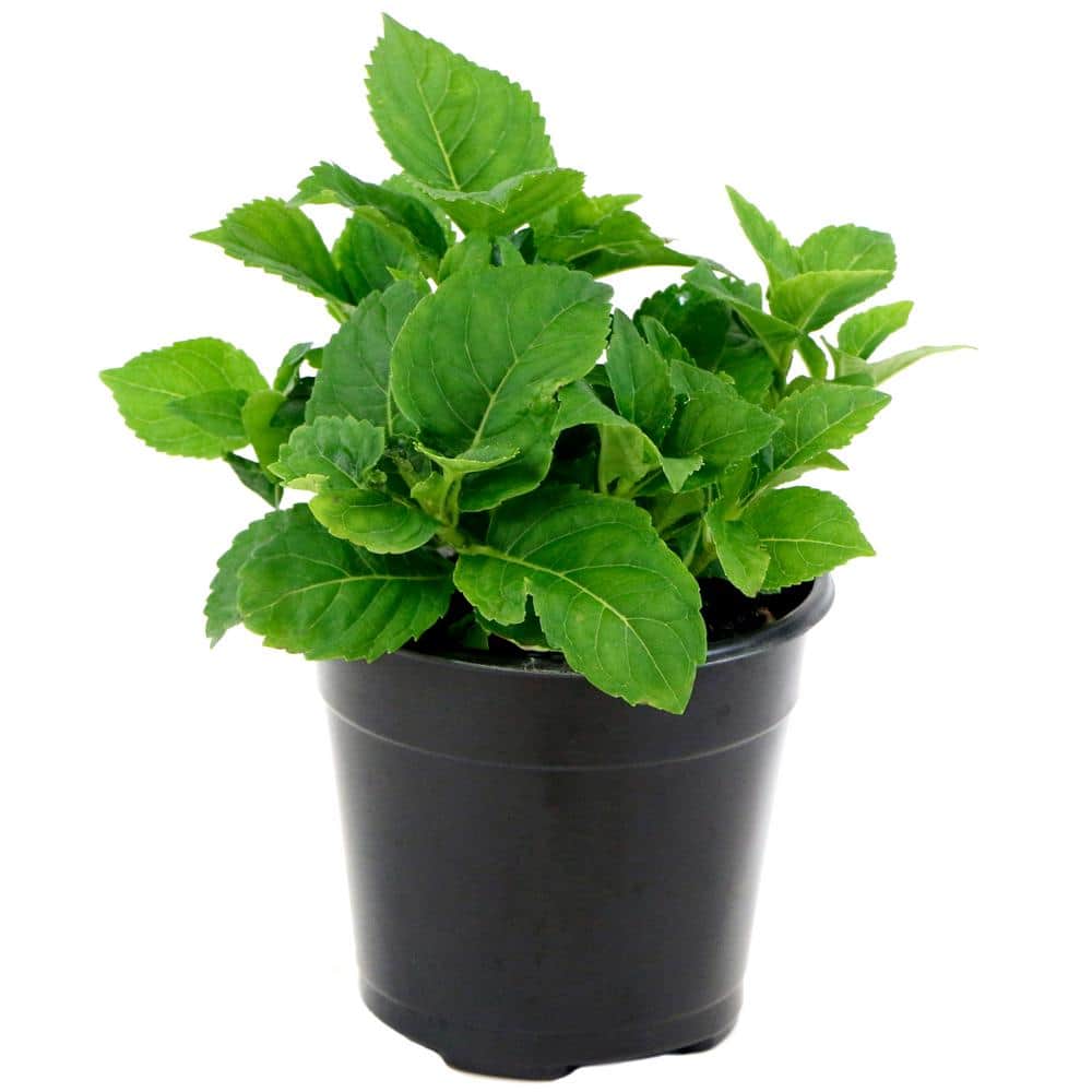 national PLANT NETWORK 3 Gal. Hydrangea Snow Storm Shrub with White ...