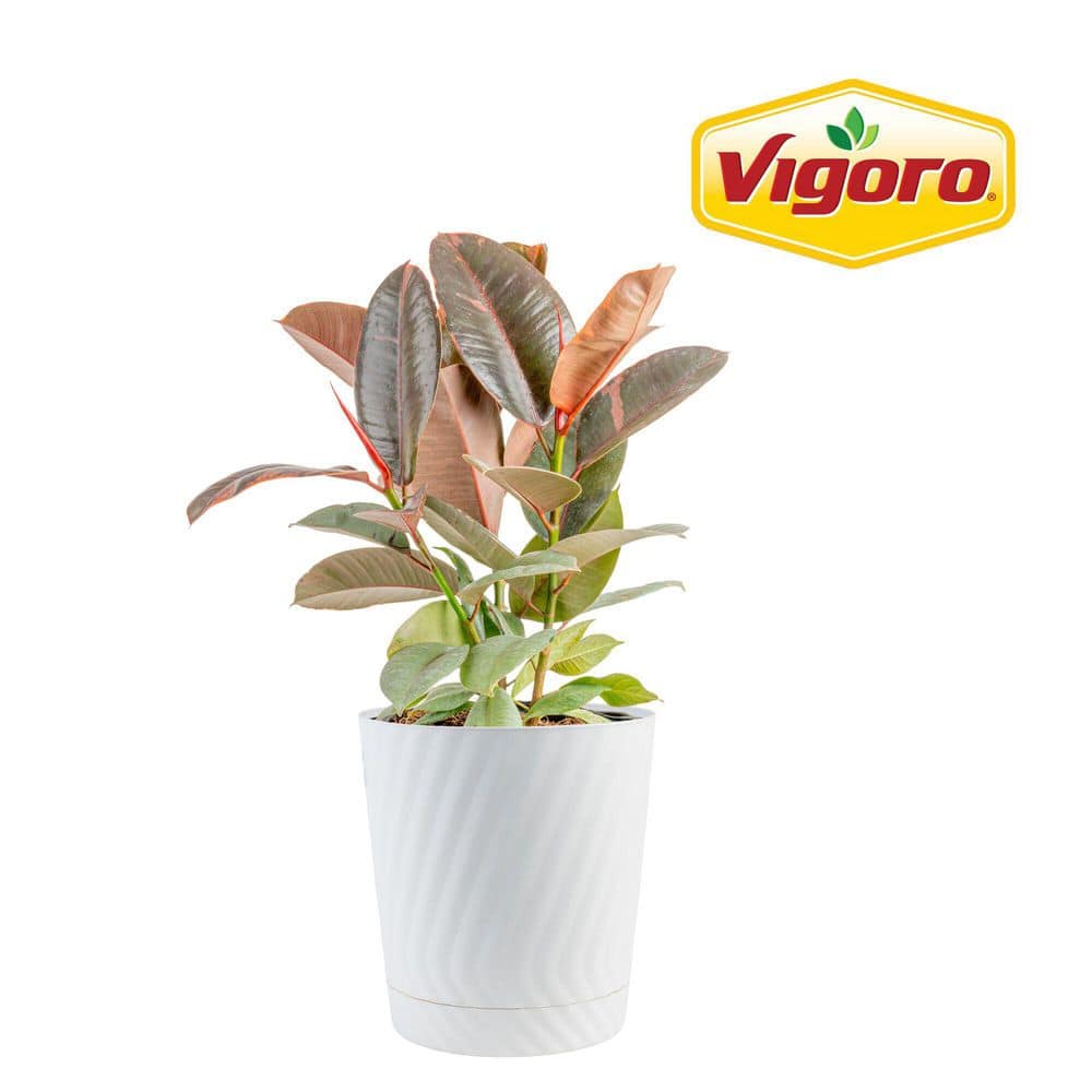 Vigoro Ficus Ruby Plant in 10 in. Decor Pot, Avg. Shipping Height 2-3 ...