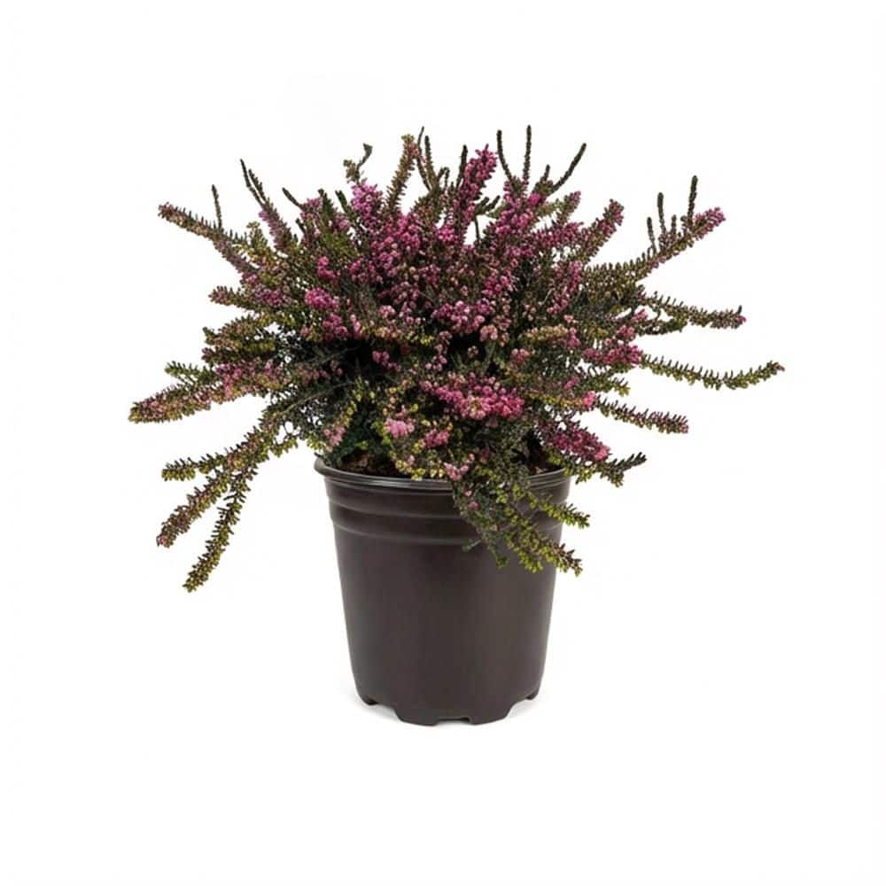 BELL NURSERY 1 Gal. Kramer's Red Winter Heather Live Evergreen Shrub ...