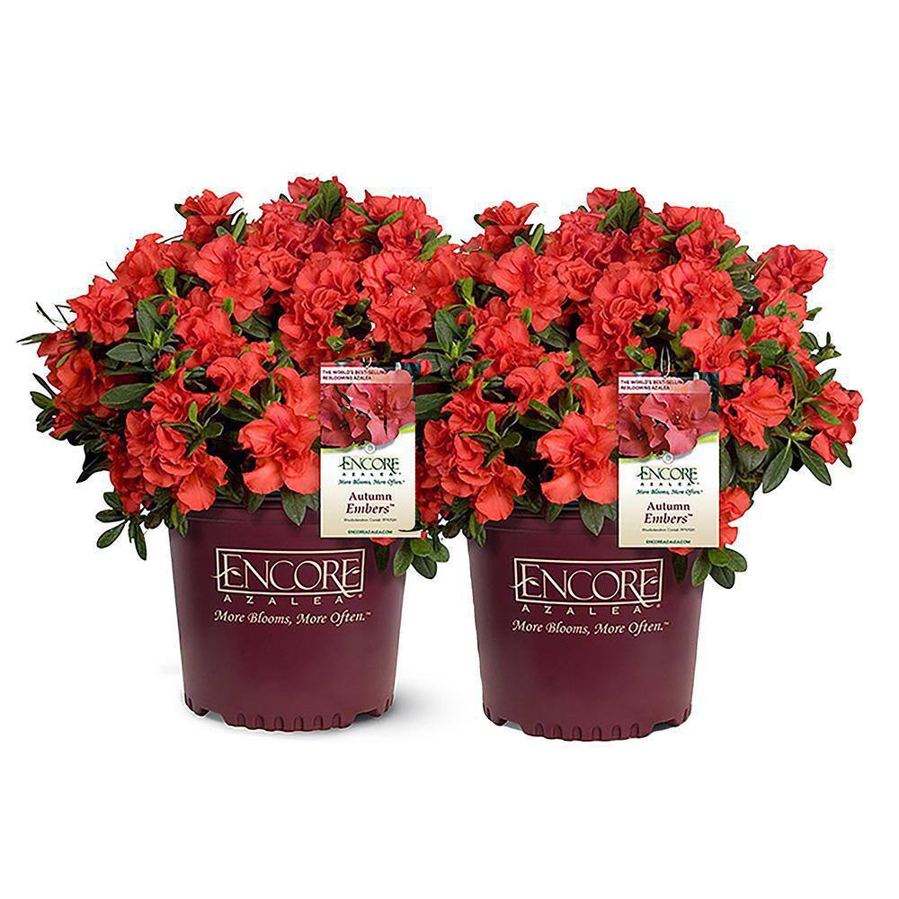 ENCORE AZALEA 1 Gal. Autumn Embers Azalea Shrub with Red Flowers (2 ...
