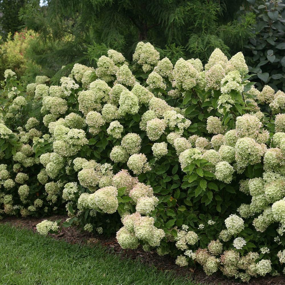 PROVEN WINNERS 2 Gal. Hydrangea Little Lime Shrub - Lime Green Blooms ...