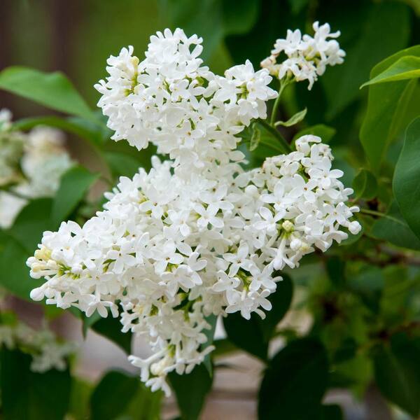 White Lilac Flower