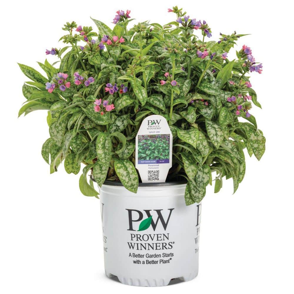 Proven Winners 1 Gal. Pink-a-Blue Lungwort (Pulmonaria Hybrid) Live ...
