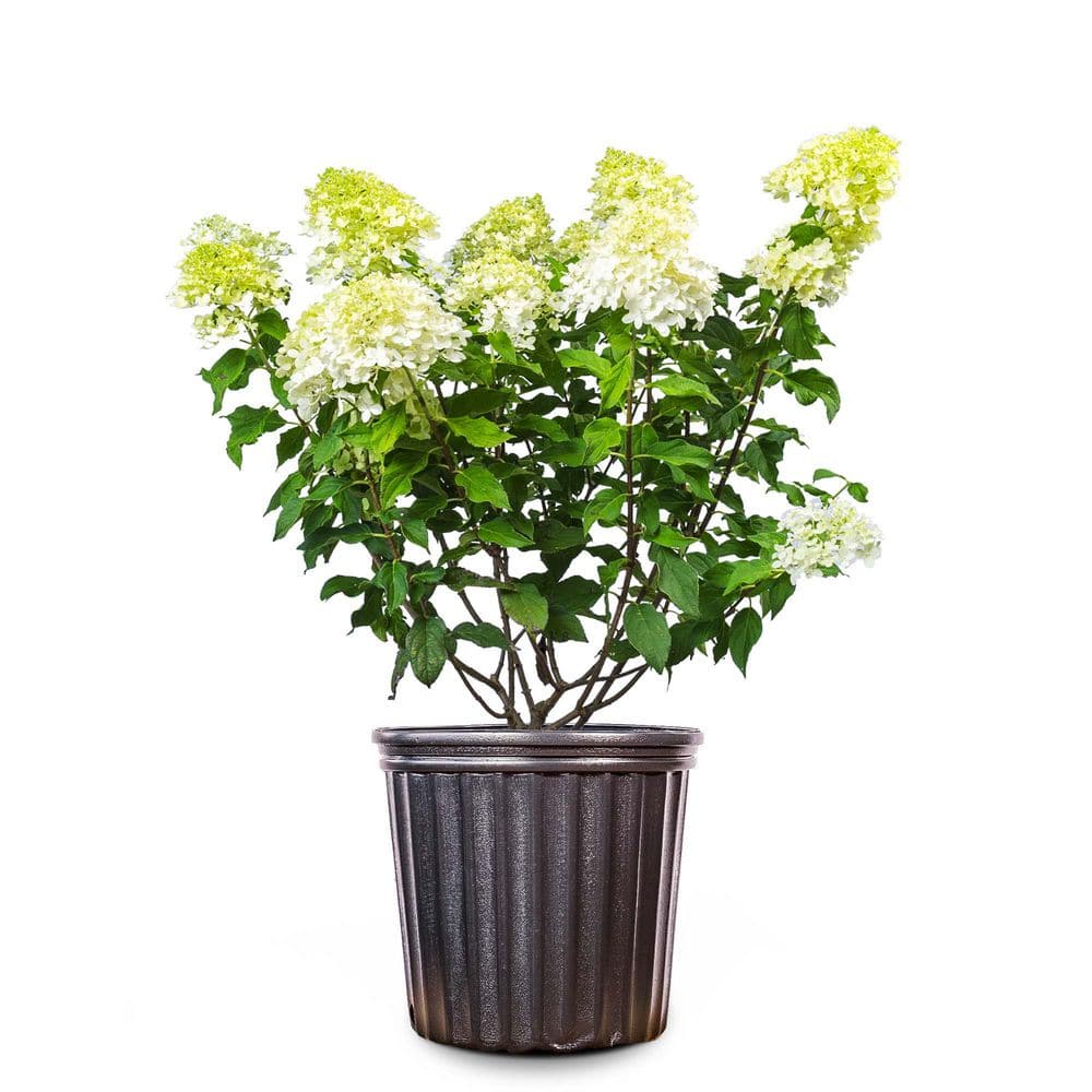 Perfect Plants Limelight Hydrangea Plant in 3 Gal. Grower's Pot HD ...