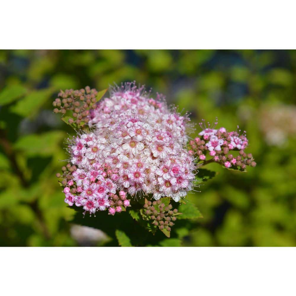 BELL NURSERY 3 Gal. Little Princess Spirea Live Flowering Shrub with ...