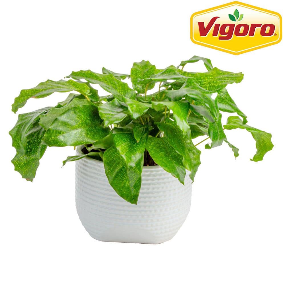 Vigoro Calathea Network Plant in 6 in. Decor Pot, Average Shipping ...