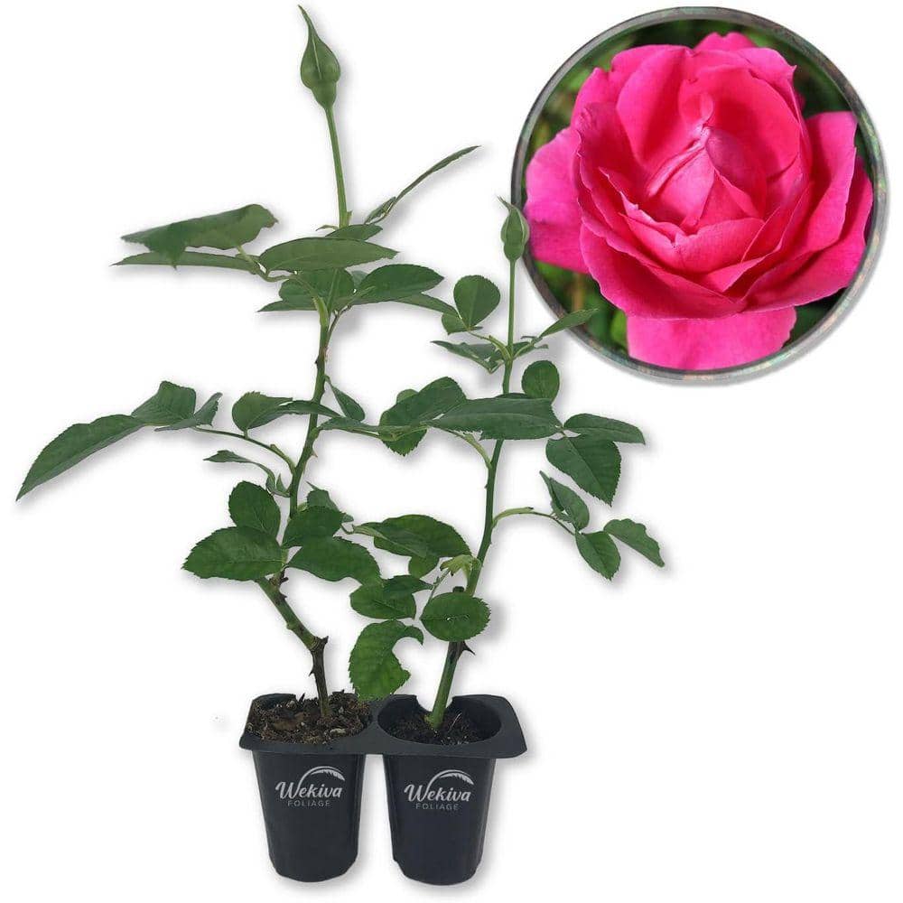 Wekiva Foliage Grande Dame Rose Bush -2 Live Starter Plants in 2 in ...