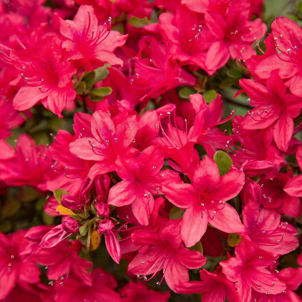 national PLANT NETWORK 2.5 Quart Azalea 'Red Formosa' Flowering Shrub ...