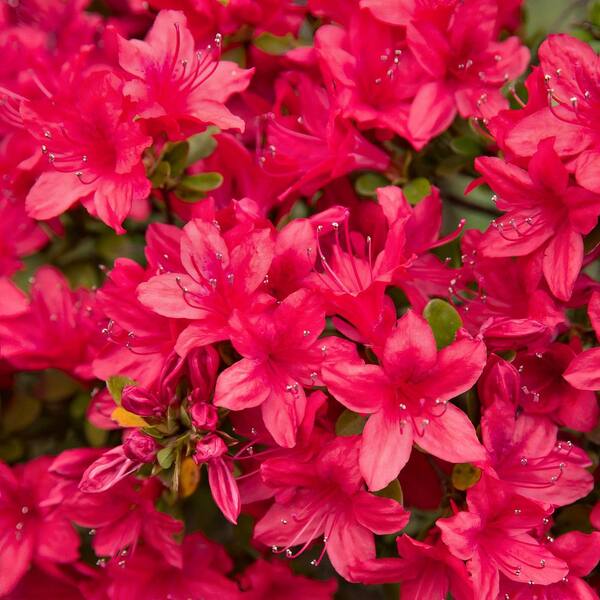national PLANT NETWORK 2.5 Quart Azalea 'Red Formosa' Flowering Shrub ...