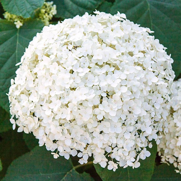 Spring Hill Nurseries 1 Gal. Pot, Annabelle Hydrangea Flowering Shrub ...