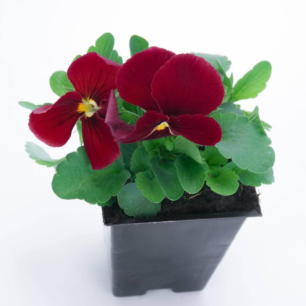 n/a Pint Pansy Red 566473 - The Home Depot