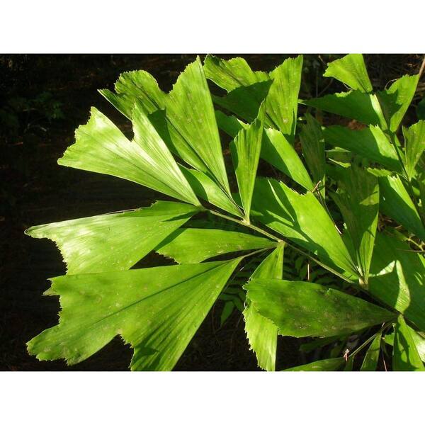 Fishtail Palm Leaves