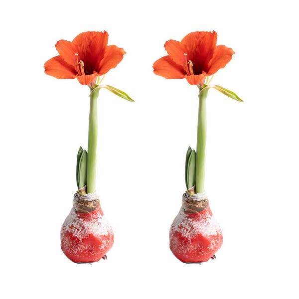 Costa Farms 4 in. Blooming Amaryllis Bulb in Red Holiday Wax (2-Pack ...