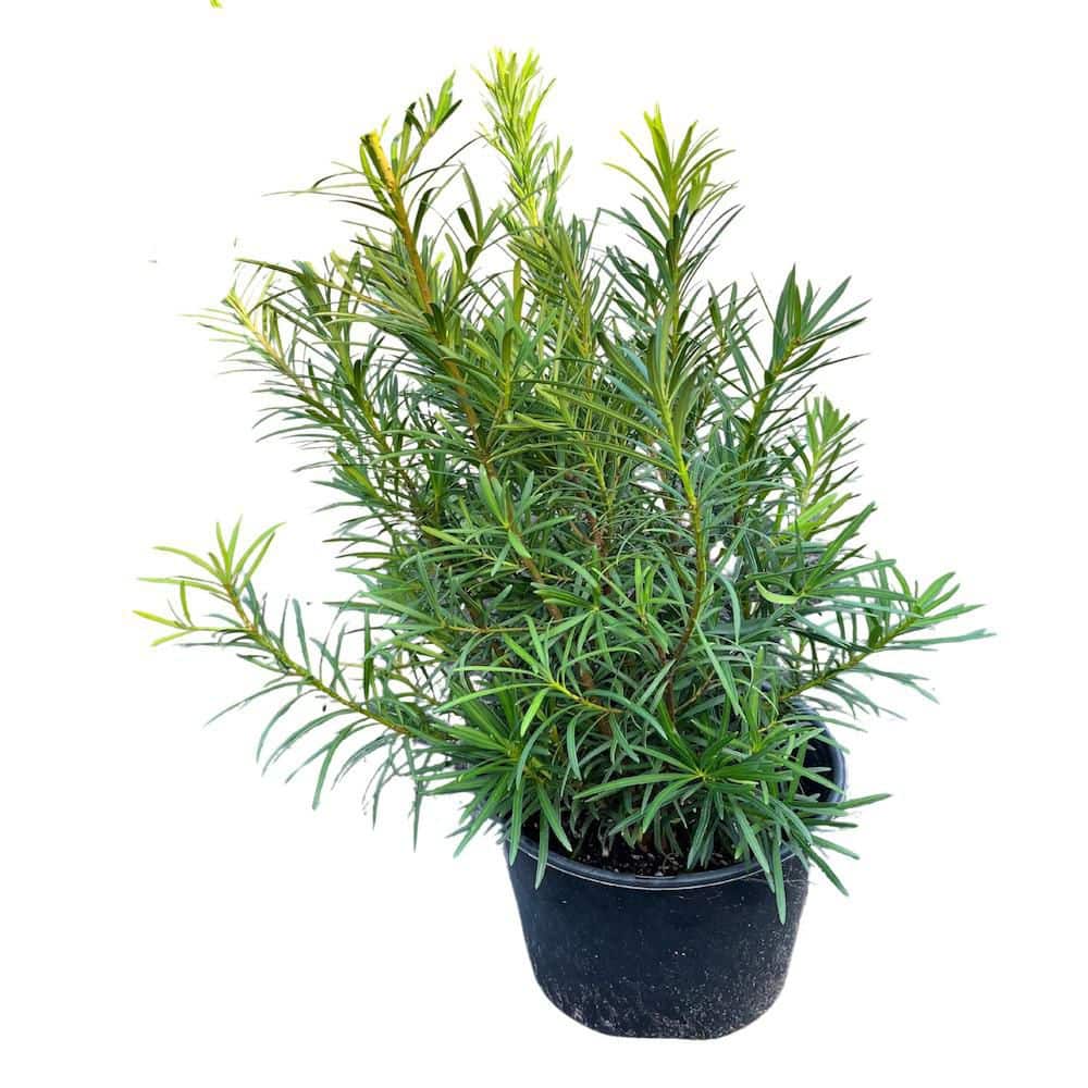 3 Gal. Yew Plum Pine Podocarpus Shrub P371G3 - The Home Depot
