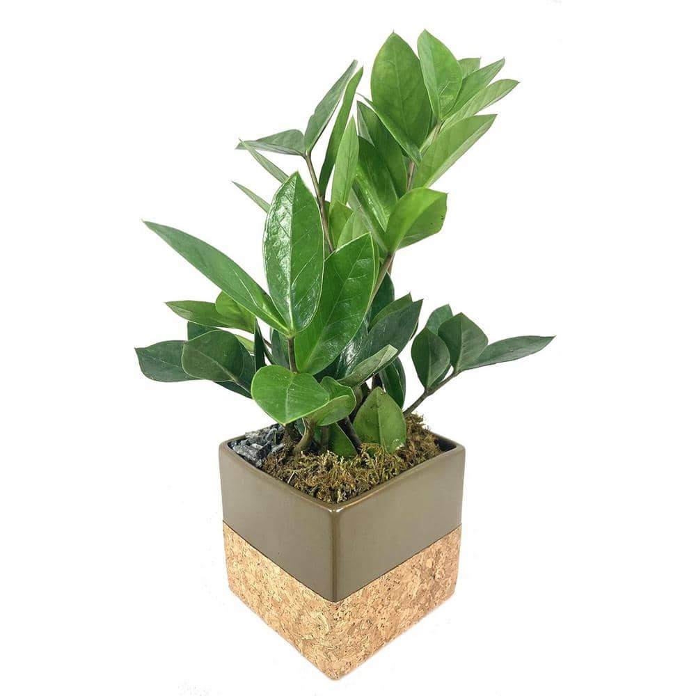 Wekiva Foliage Bonsai Cork Planter-Live Plant in a Brown 5 in ...