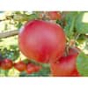 Online Orchards Dwarf Red McIntosh Apple Tree Bare Root FTAP009 - The ...