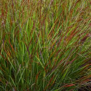 PROVEN WINNERS 0.65 Gal. Prairie Winds 'Niagara Falls' Switch Grass ...