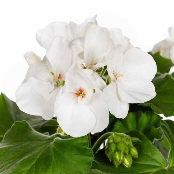 White Geranium Flower