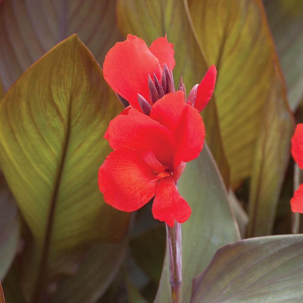 ALTMAN PLANTS #12 Copa Quartzite 'Atlantic Beauty' Canna Perennial ...