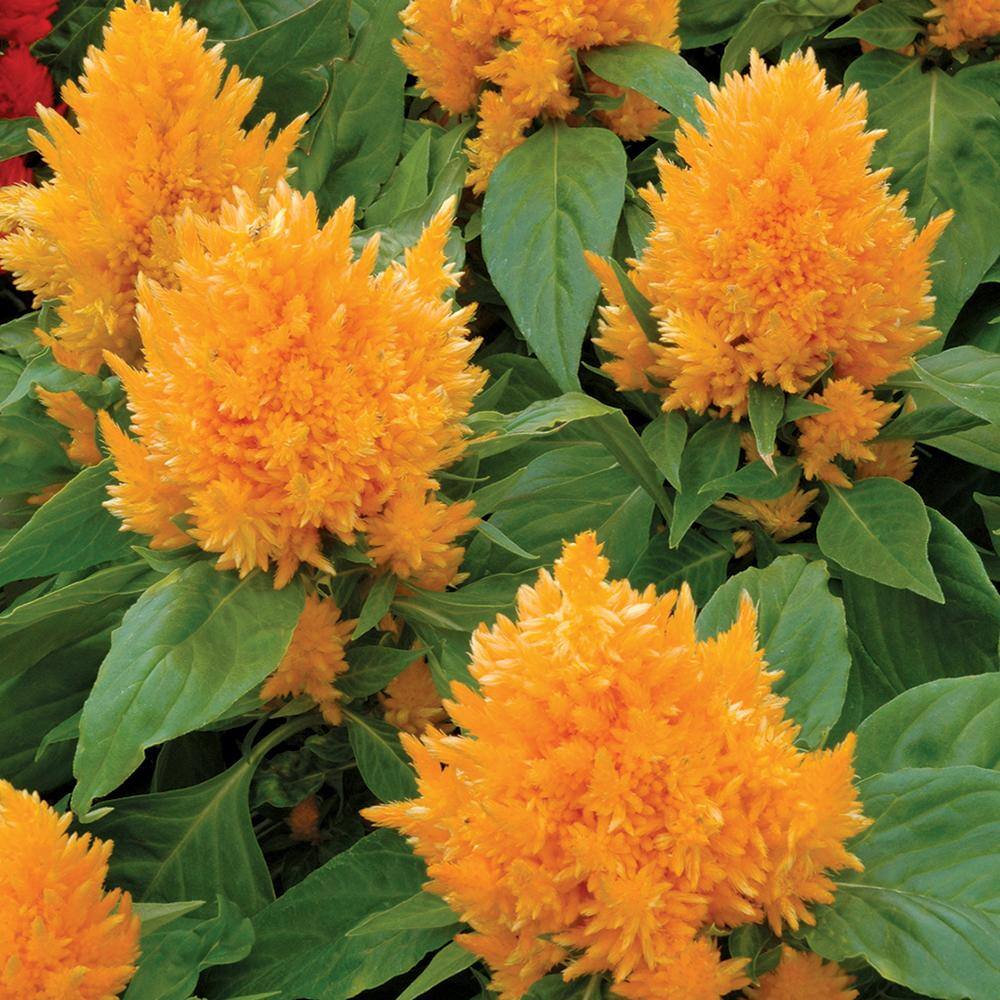 ALTMAN PLANTS 1.71-Pint Intenz Orange Cockscomb Plant 65773 - The Home ...