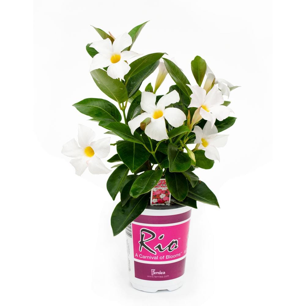 Rio 1.25 Qt. (#6) Dipladenia Flowering Annual Shrub with White Blooms ...