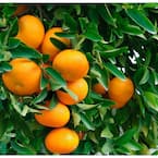 5 Gal. Olympian Fig Tree FIGOLY05G - The Home Depot