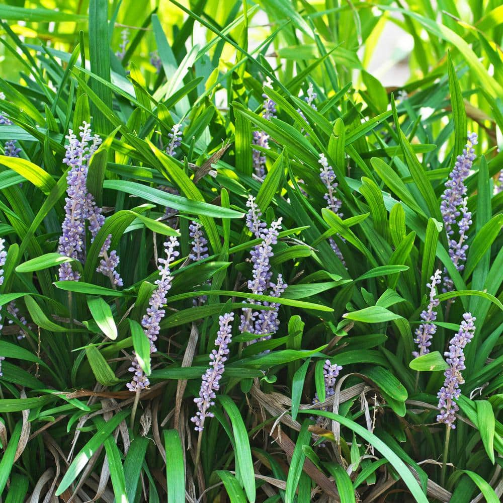 Alder & Oak #1 Container Lily Turf Grass Perennial Plant (4-Pack ...