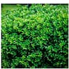 7 Gal. Burford Dwarf Holly Evergreen Tree HOLBUR07GD - The Home Depot