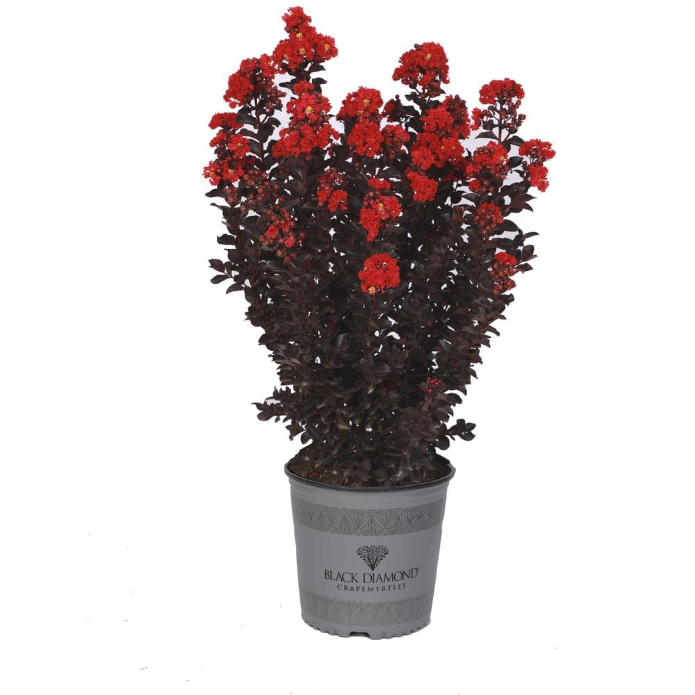 BLACK DIAMOND 2 Gal. Radiant Red Deciduous Crape Myrtle Tree 17885 ...