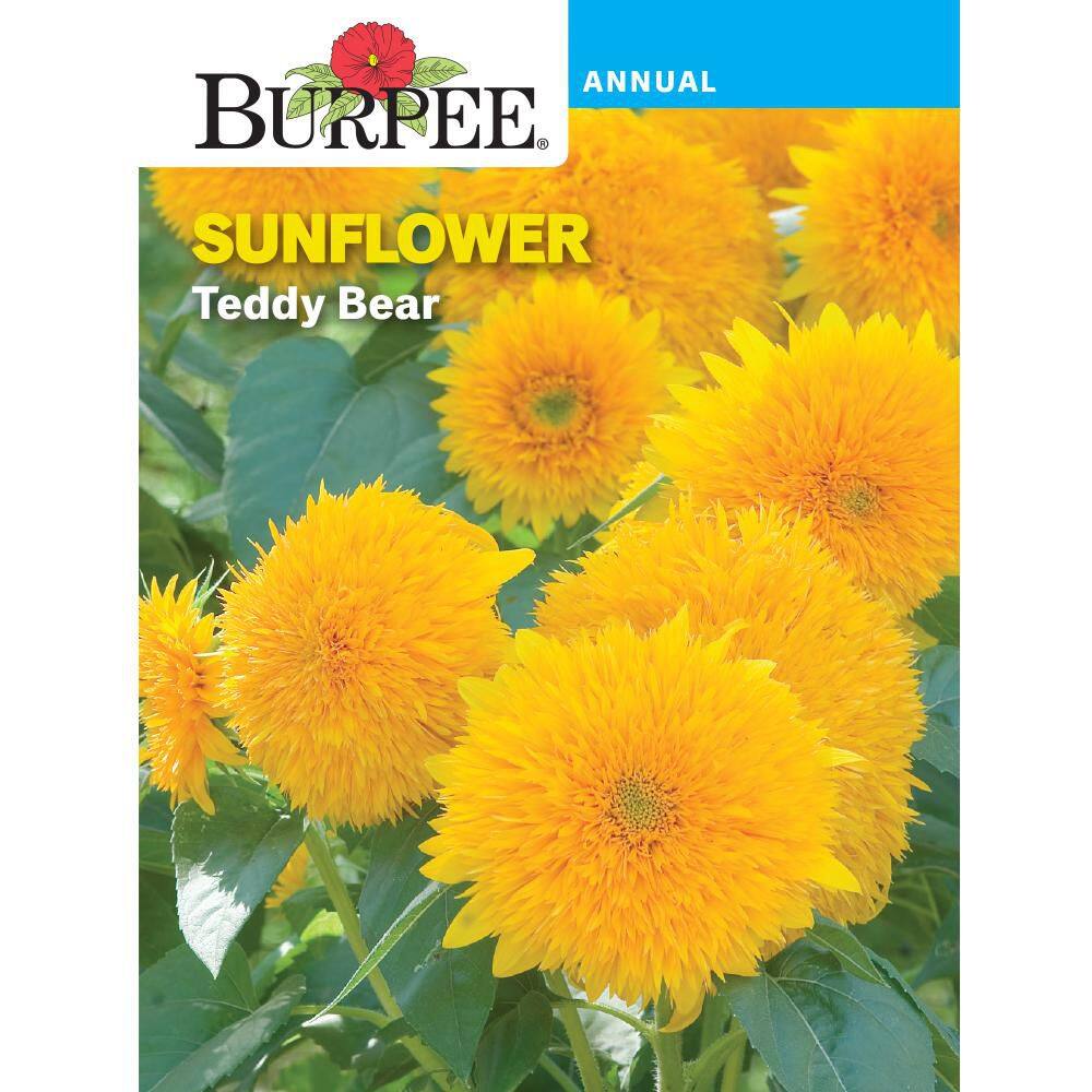 Burpee Sunflower Teddy Bear Seed 35376 - The Home Depot