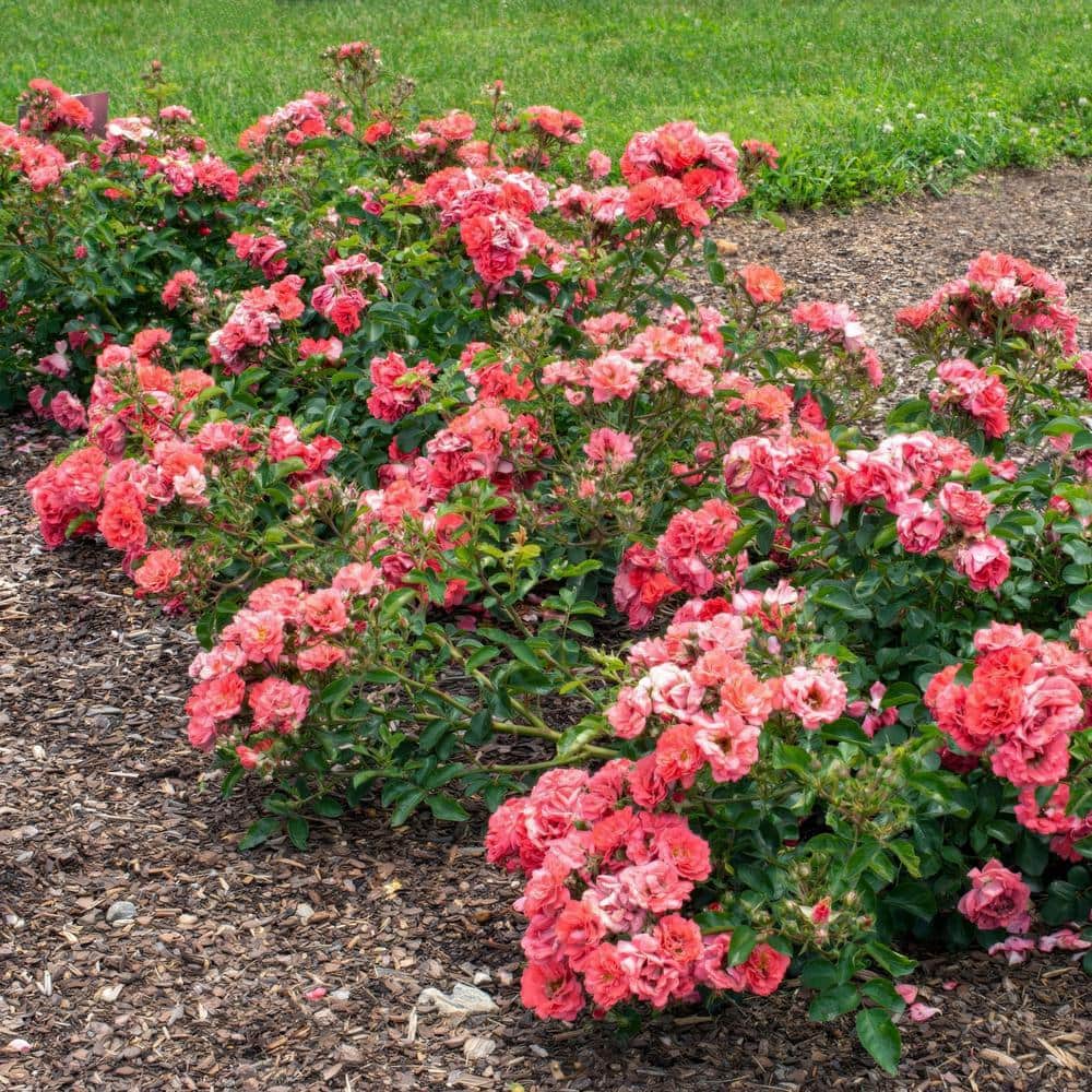 Drift 3 Gal. Coral Drift Rose Bush with Coral-Orange Flowers HD1816 ...