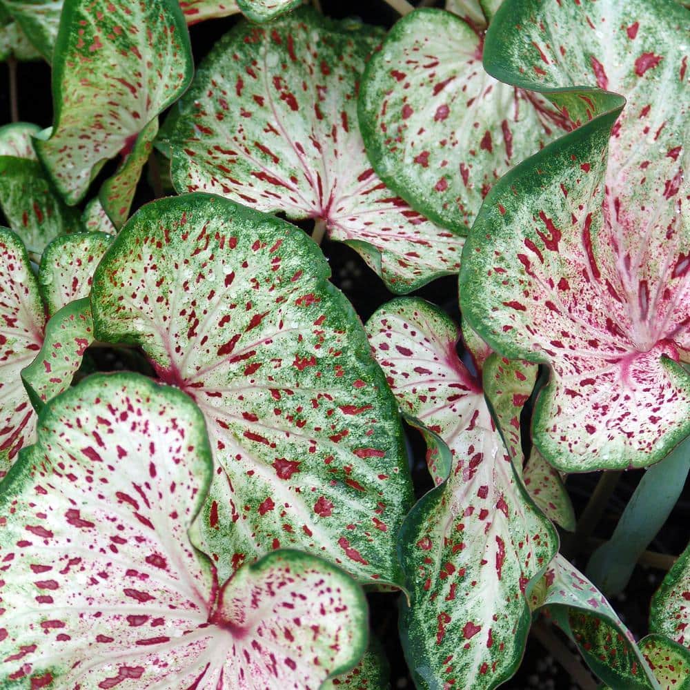VAN ZYVERDEN Caladiums Strap Leaf Gingerland Bulbs (Set of 6) 83107 ...