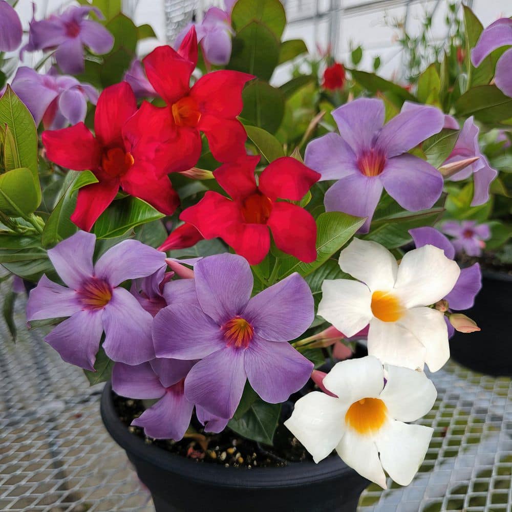 national PLANT NETWORK 1 gal. Mandevilla All American Red-White-Blue ...