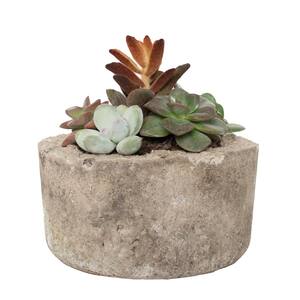national PLANT NETWORK 6 in. Echeveria Succulent Garden Mix in ...