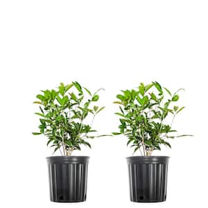 2.25 Gal. Osmanthus Tea Olive Shrub with White Fragrant Flowers 14446 ...