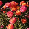 national PLANT NETWORK Bareroot Rio Samba Hybrid Tea Rose (2-Piece ...