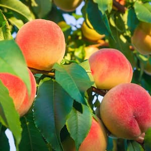 7 gal. June Gold Peach Fruit Tree PCHJUN07G - The Home Depot