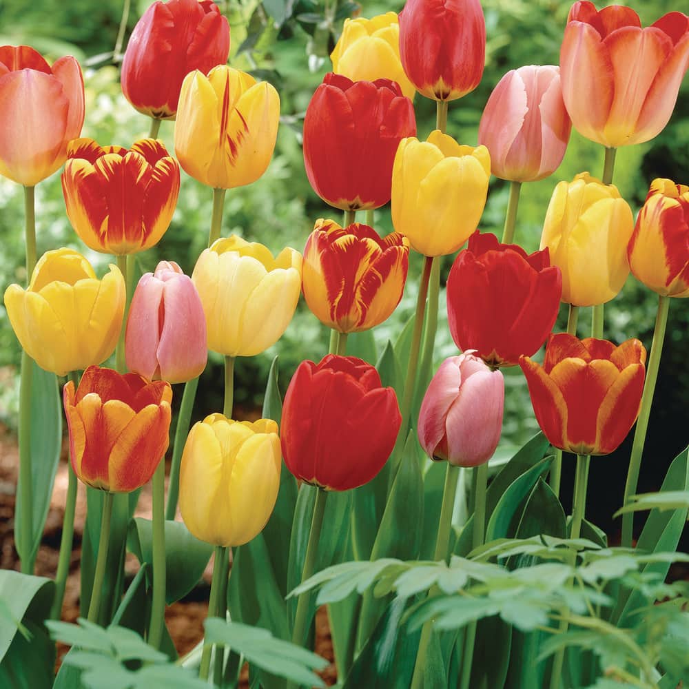 VAN ZYVERDEN Tulip Darwin Hybrid Mix Tulipa Dormant Bulbs 10002PHD ...