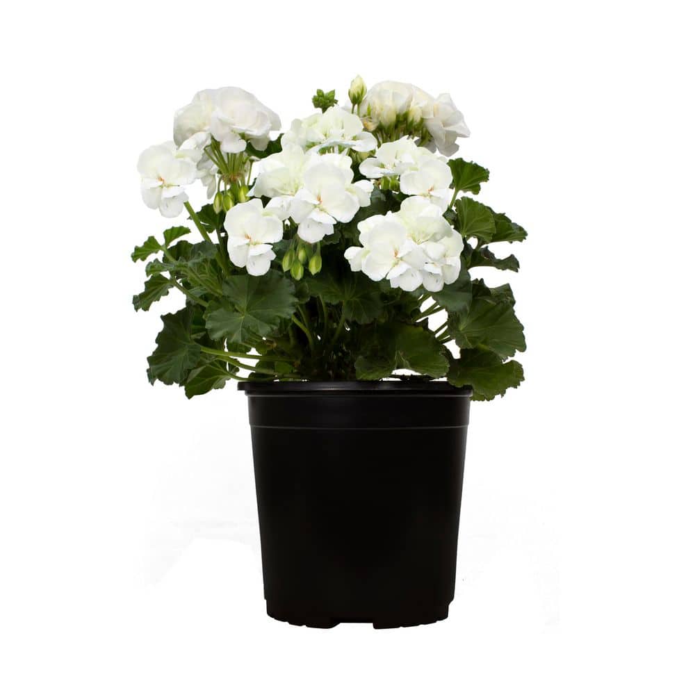 SMART PLANET 2.5 Qt. White Zonal Geranium Plant 1007455259 - The Home Depot