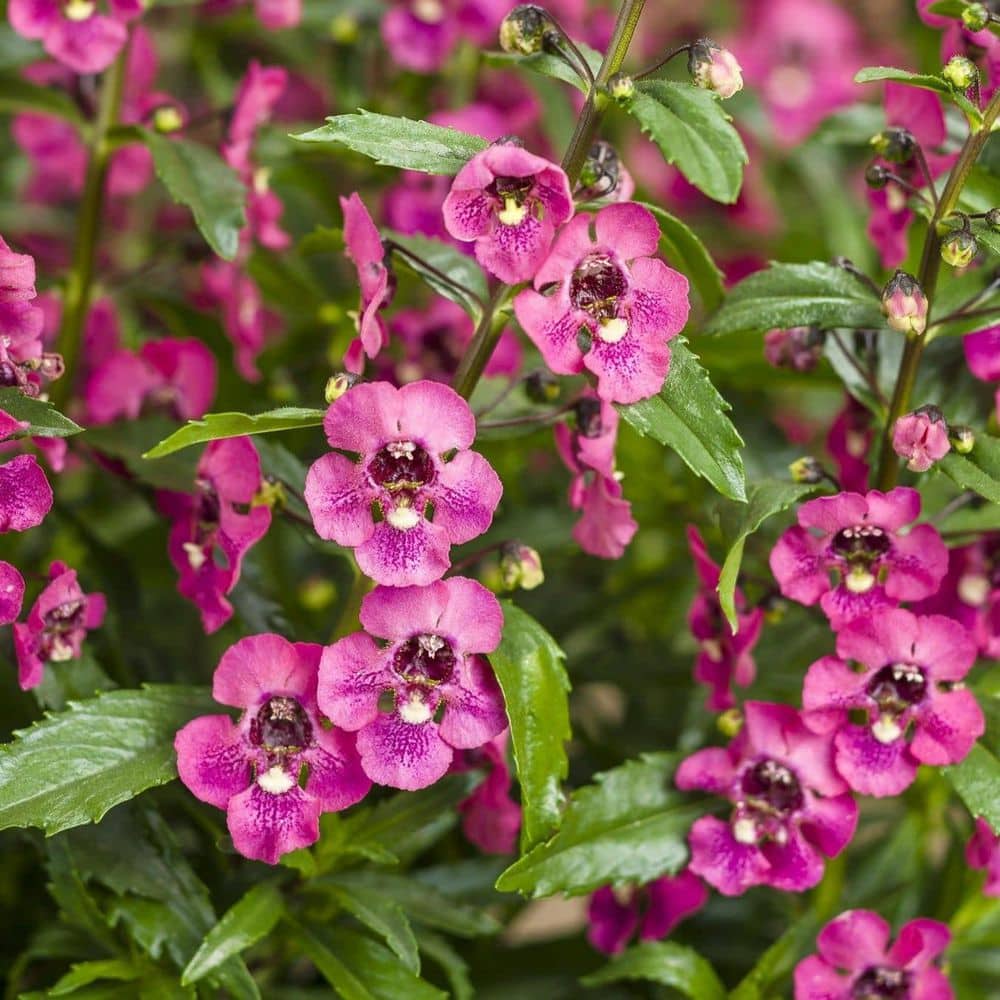 Proven Winners 7 in. Royale Angelface Perfectly Pink Summer Snapdragon ...