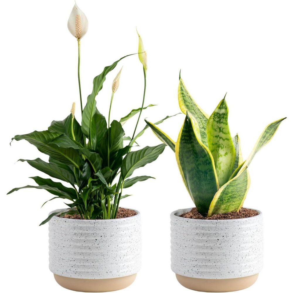 Cubilan 2-Pack Live Indoor Houseplants in Pots, Easy to Grow Air ...