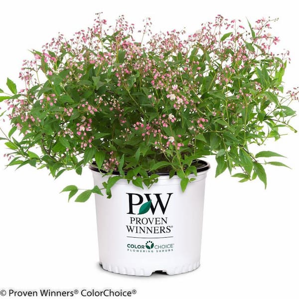 PROVEN WINNERS 2 Gal. Yuki Cherry Blossom Deutzia PWDZA2YCB1PK - The ...